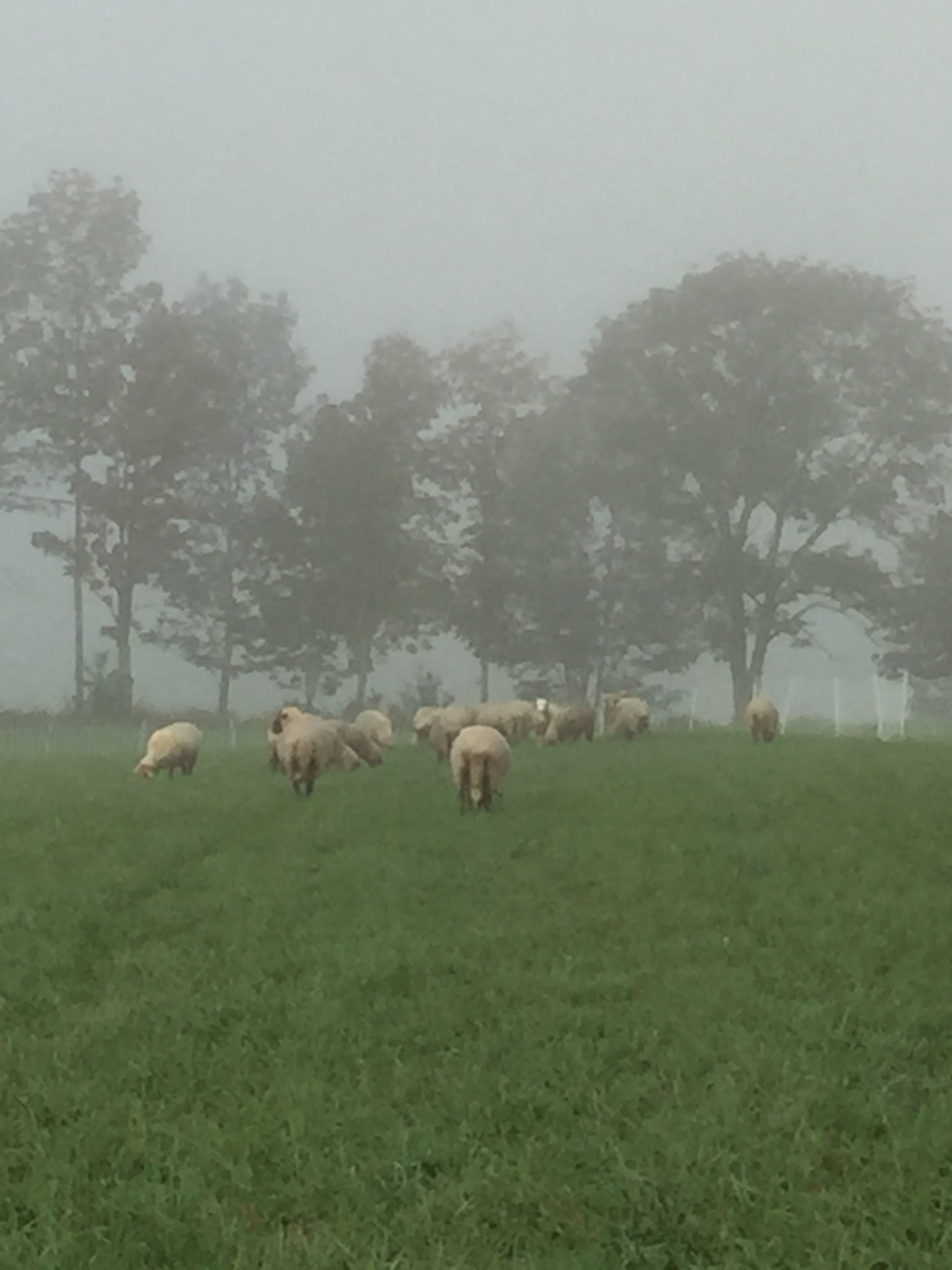 Hemp 2020 – Carlton Farms