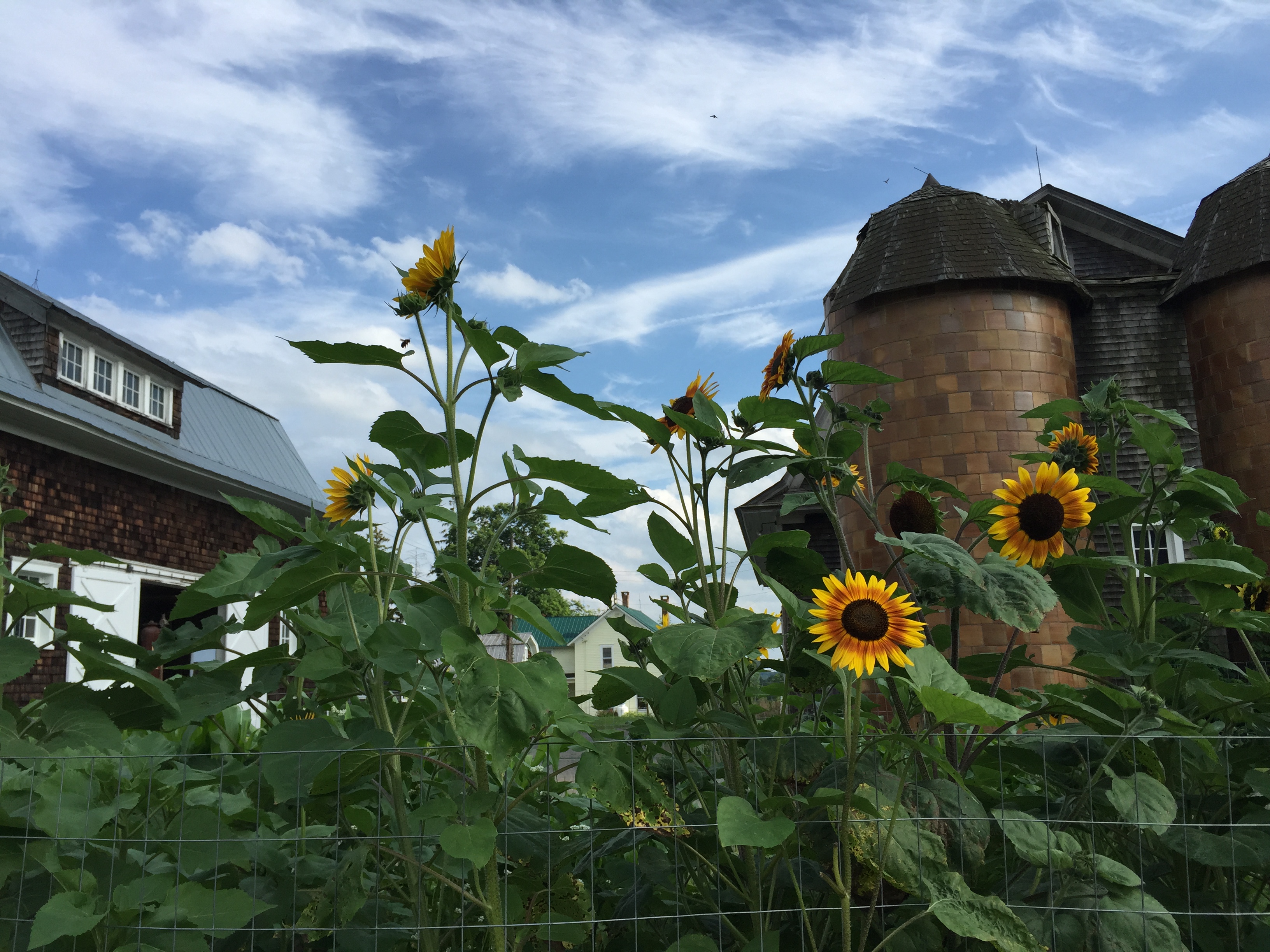 IMG_1937 – Carlton Farms